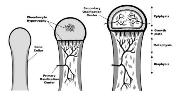 Anhvanyds - Hand Bone Age (Tuổi xương bàn tay)