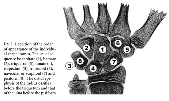Anhvanyds - Hand Bone Age (Tuổi xương bàn tay)