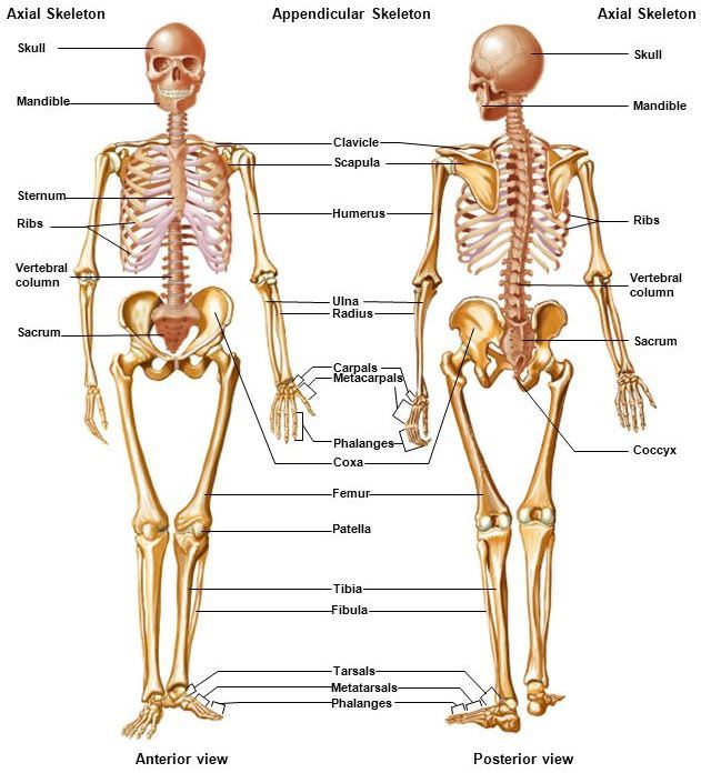 Glossary Of Skeletal System Terminology Glossary Of Skeletal System Terminology